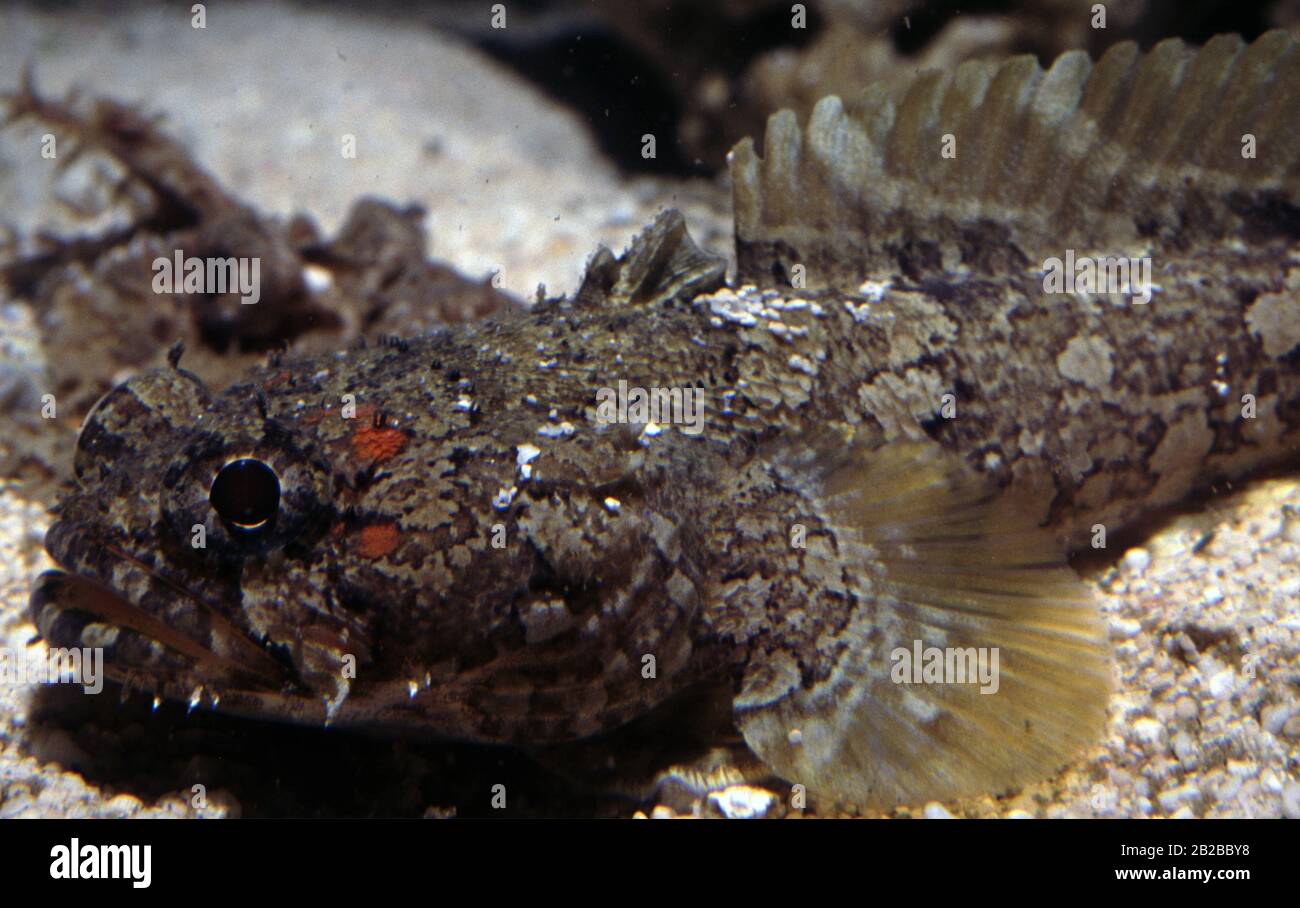 Diemensis hi-res stock photography and images - Alamy