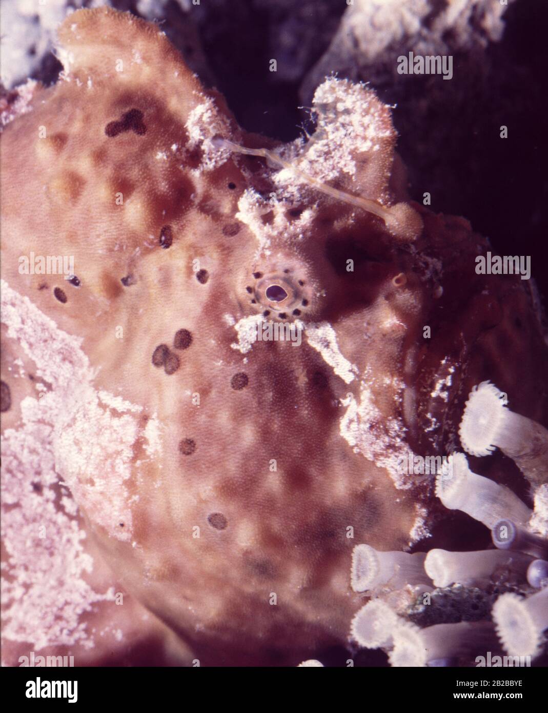 Painted angler fish hi-res stock photography and images - Alamy