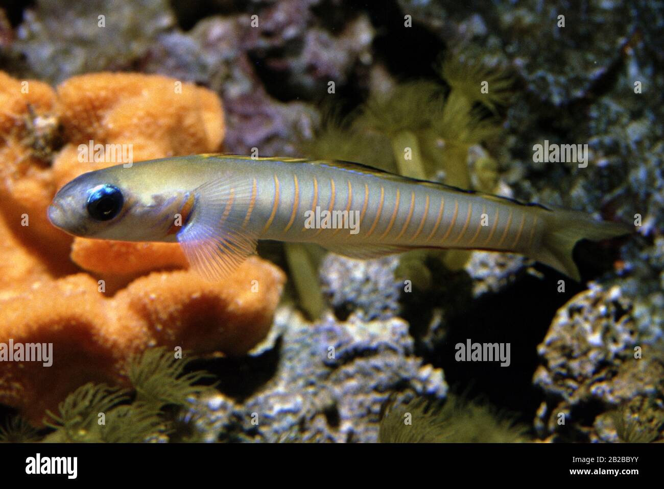 Pogonoculius hi-res stock photography and images - Alamy