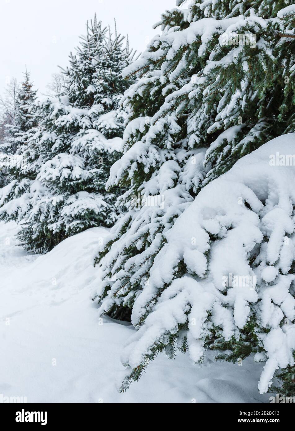 Winter landscape with fir trees in the forest Stock Photo - Alamy