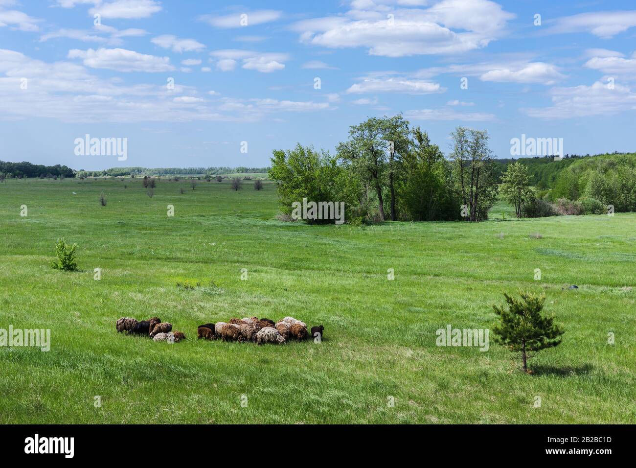 Tend sheep hi-res stock photography and images - Alamy