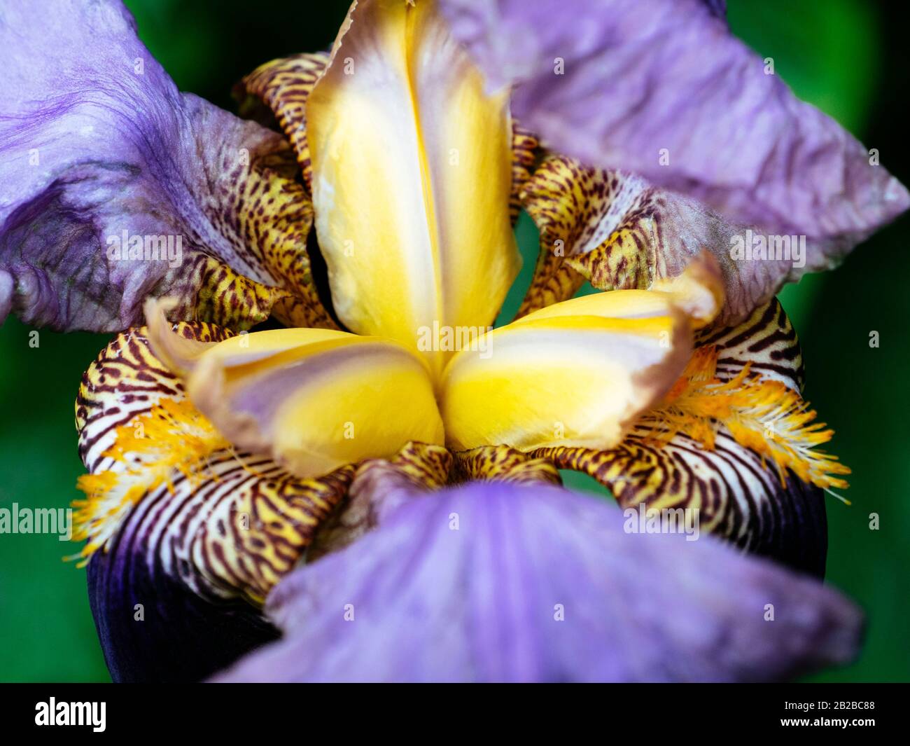Parts of flower hi-res stock photography and images - Alamy