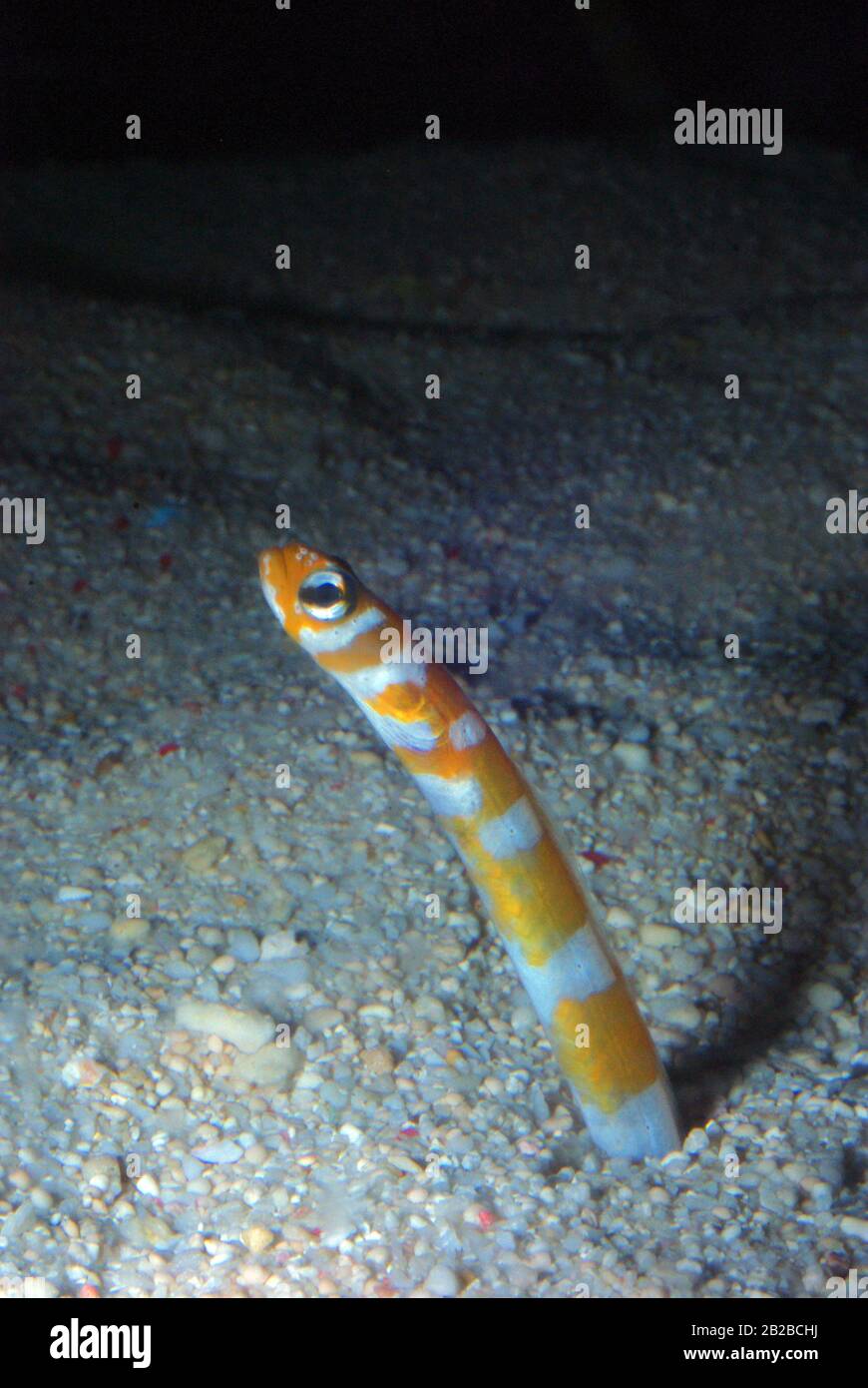 Caribbean garden eel hi-res stock photography and images - Alamy
