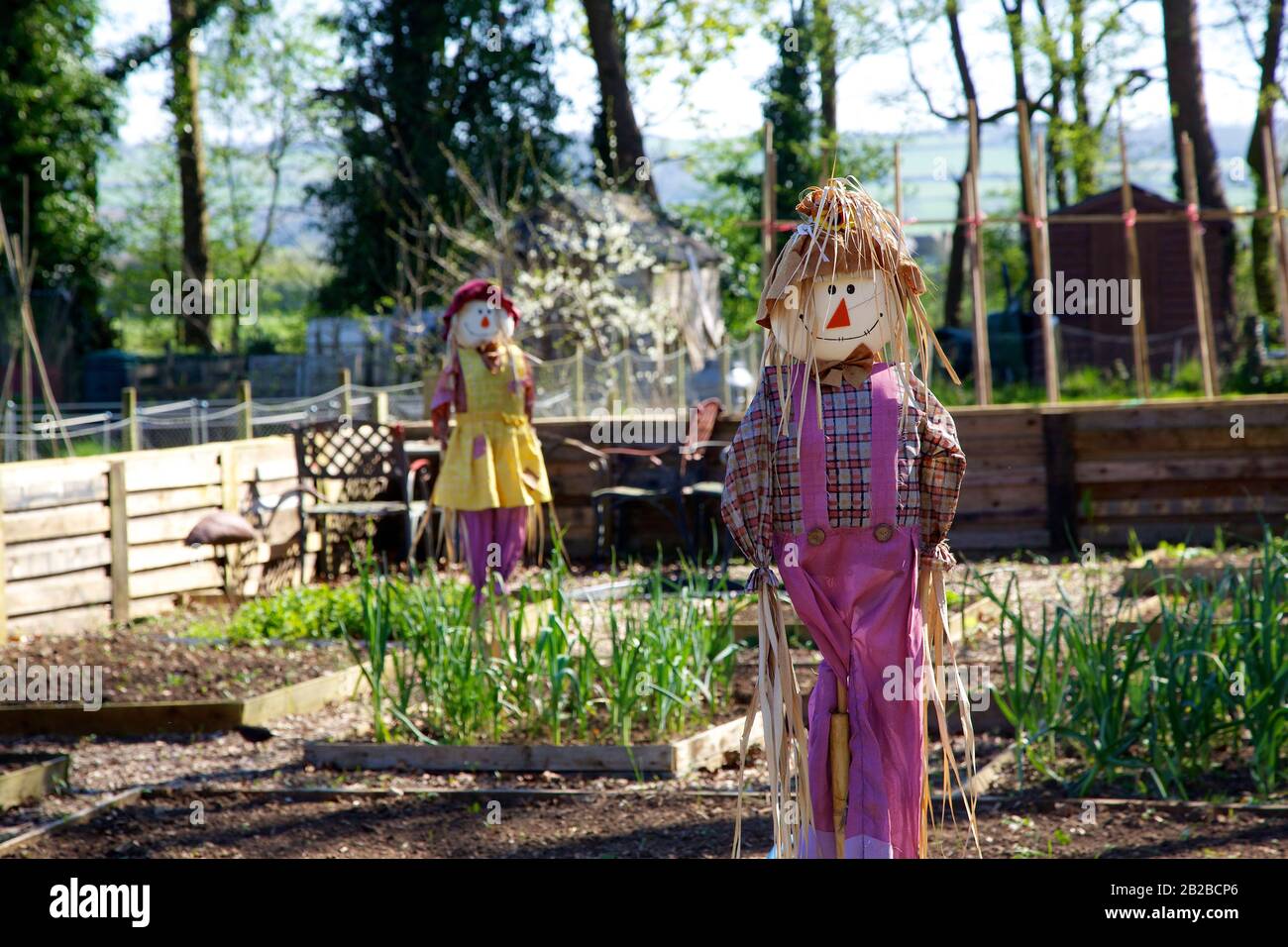 Scarecrow scarecrows allotment hi-res stock photography and images - Alamy
