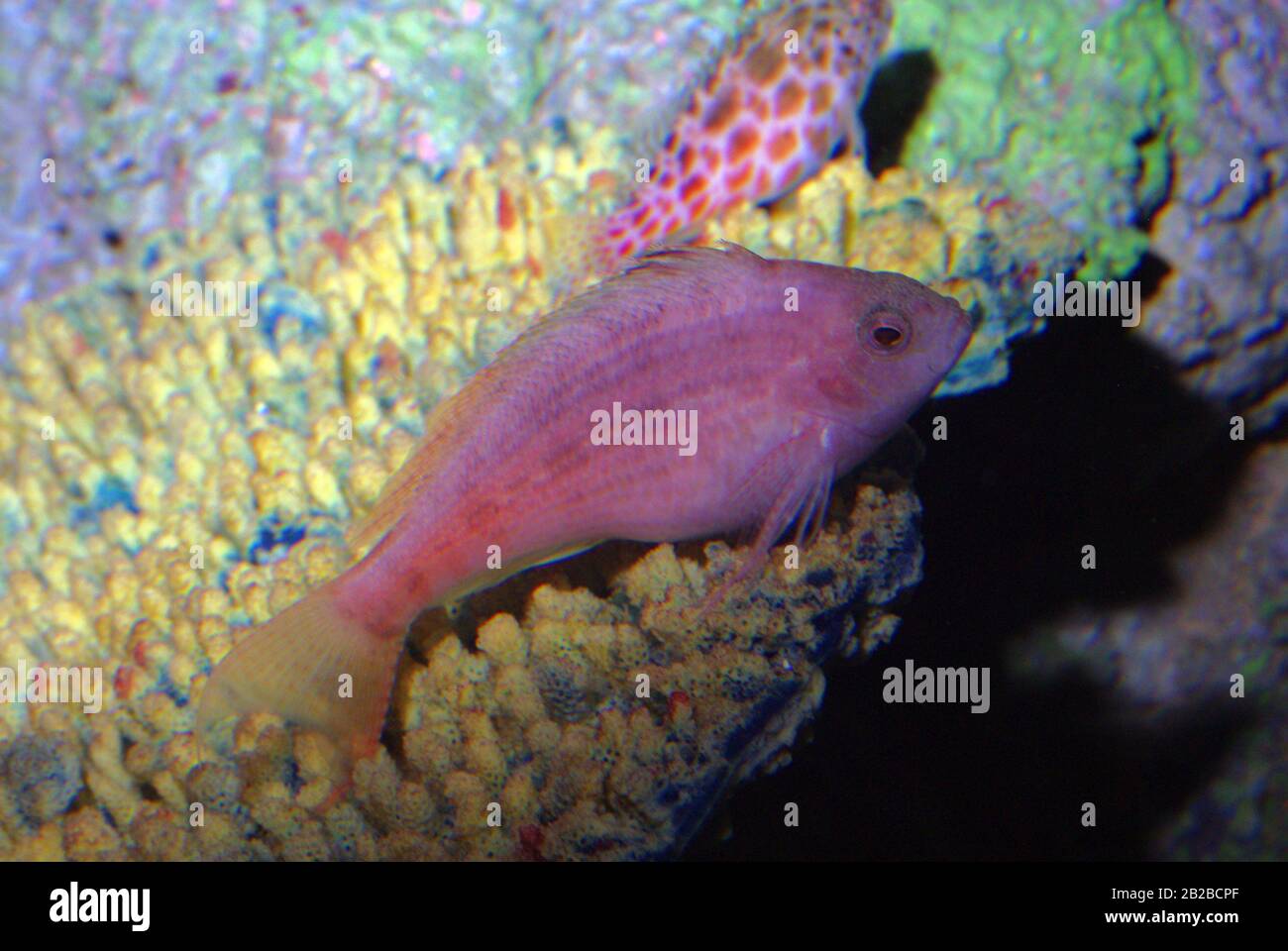 Swallowtail hawkfish, Cyprinocirrhites polyactis Stock Photo - Alamy