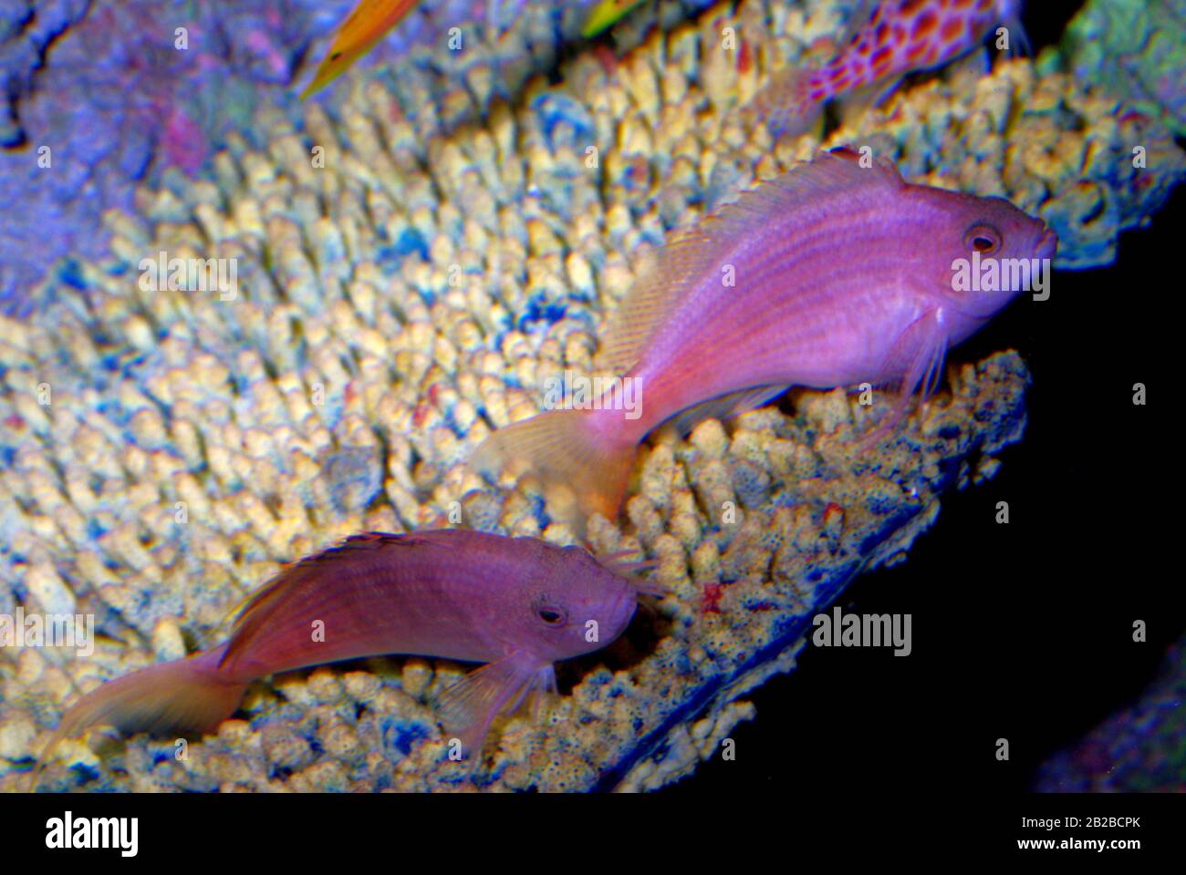 Swallowtail hawkfish, Cyprinocirrhites polyactis Stock Photo - Alamy