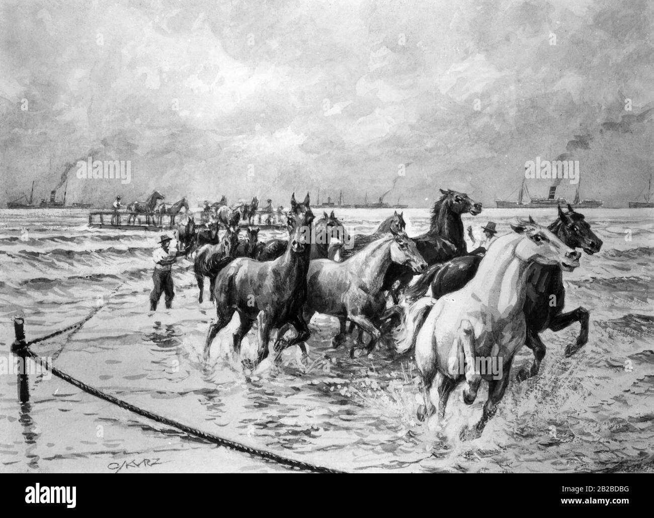 Drawing. Landing of German horses for troop reinforcement in Swakopmund ...