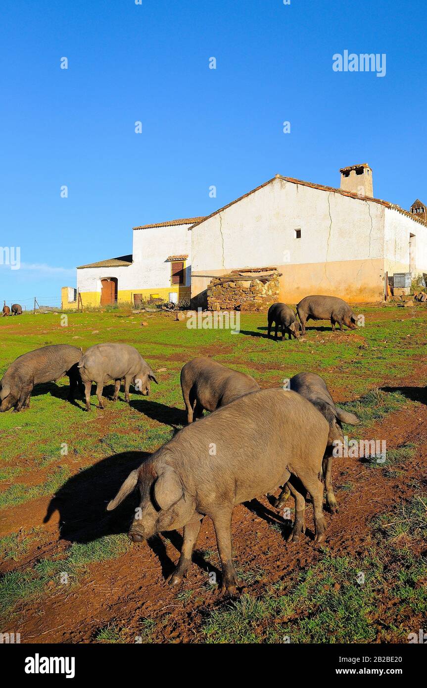 Country pigs hi-res stock photography and images - Alamy