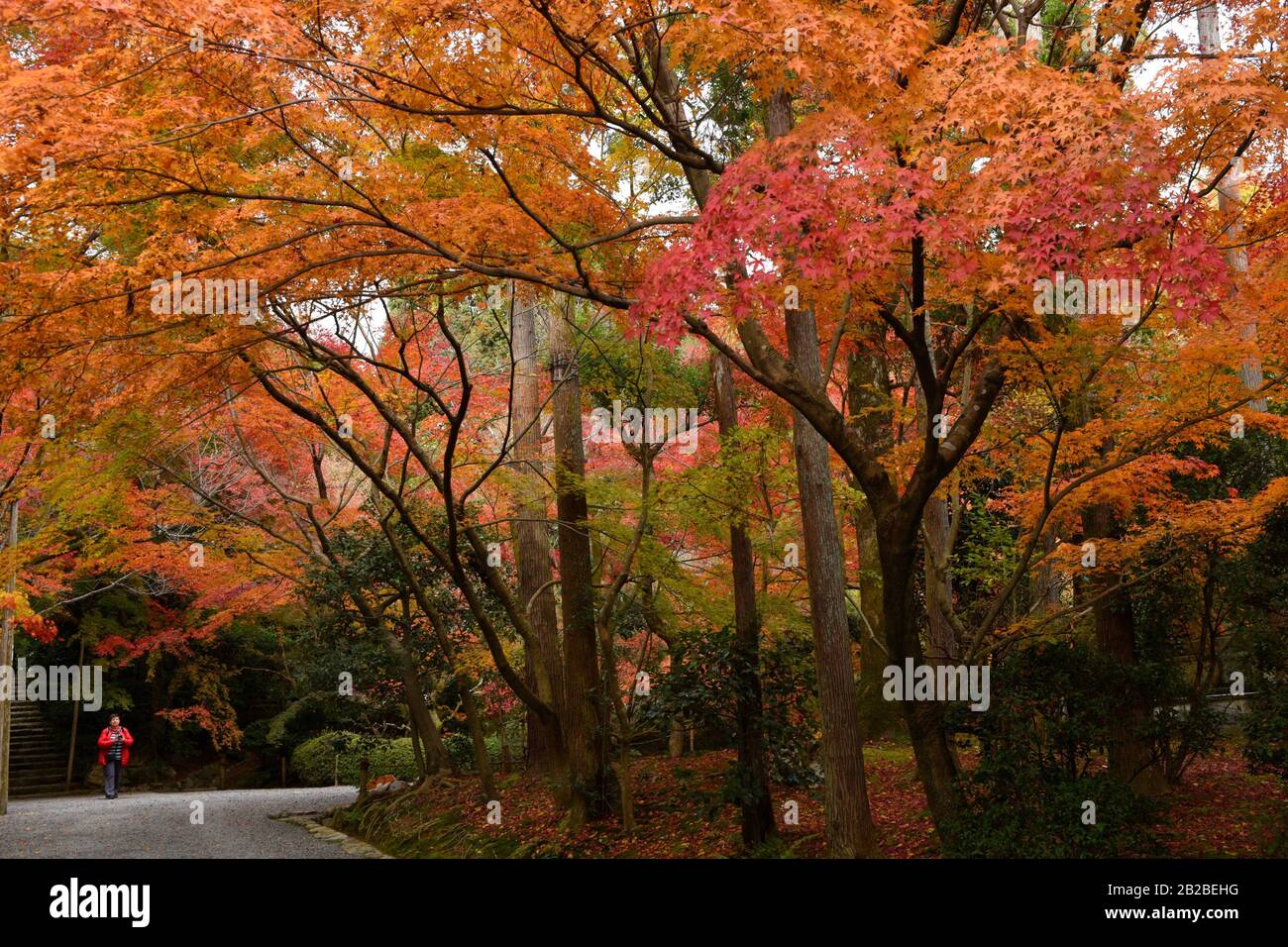 Japan autumn kyoto hi-res stock photography and images - Alamy