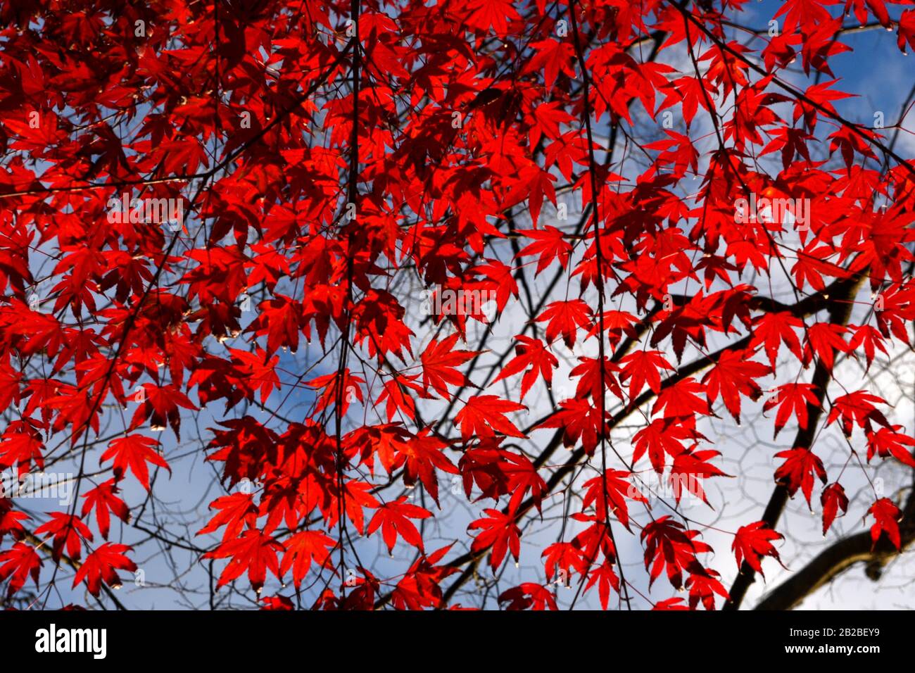 Japan maple leaves hi-res stock photography and images - Alamy