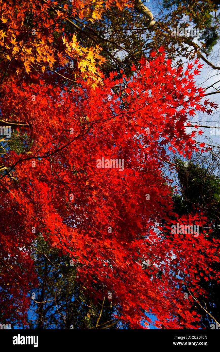Japan japanese maple tree hi-res stock photography and images - Alamy