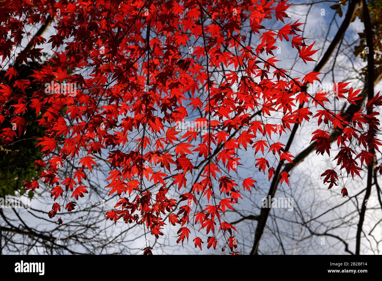 Japan japanese maple tree hi-res stock photography and images - Alamy