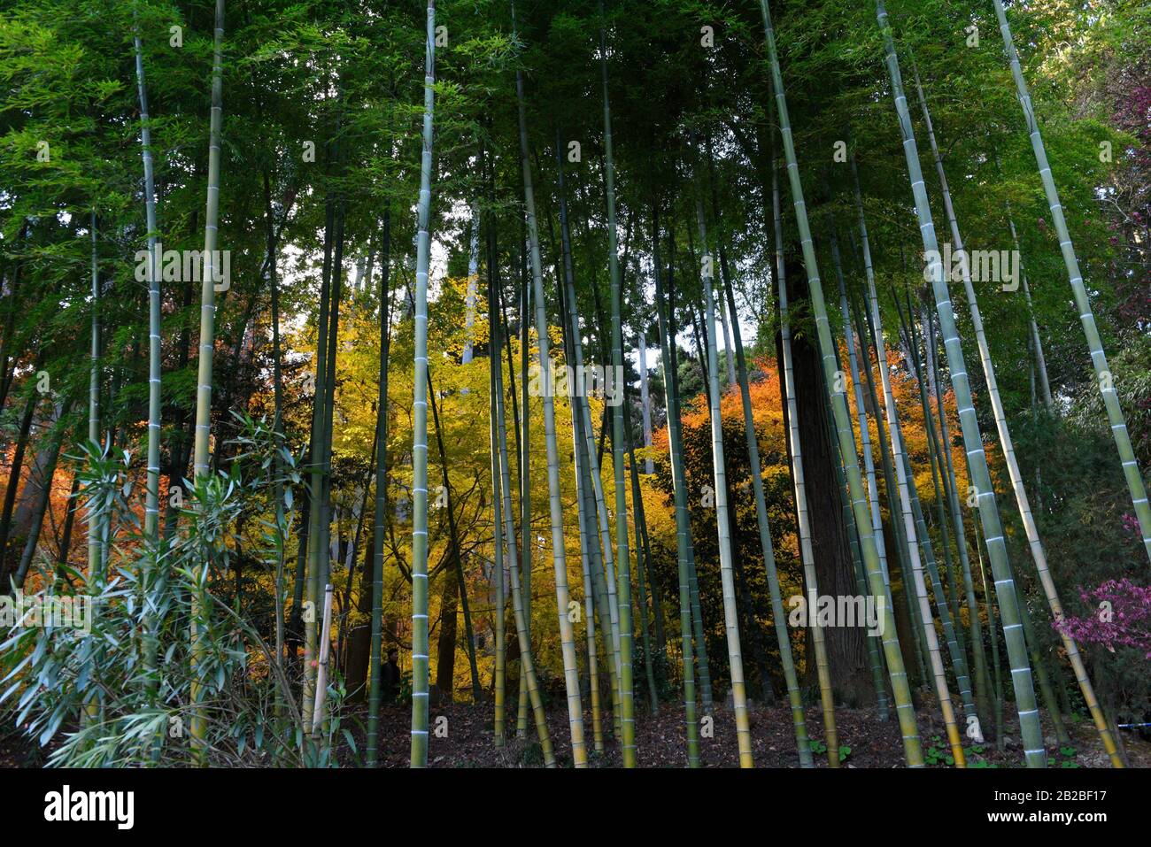 Green bamboo forest hi-res stock photography and images - Alamy