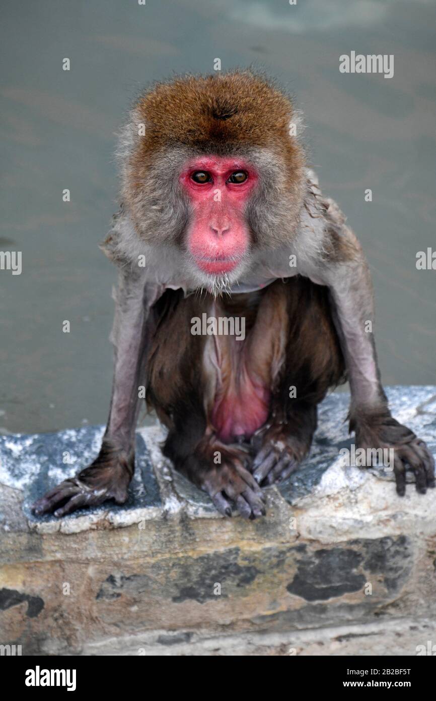 Monkey onsen in Hakodate, Hokaido,Japan,Asia Stock Photo - Alamy