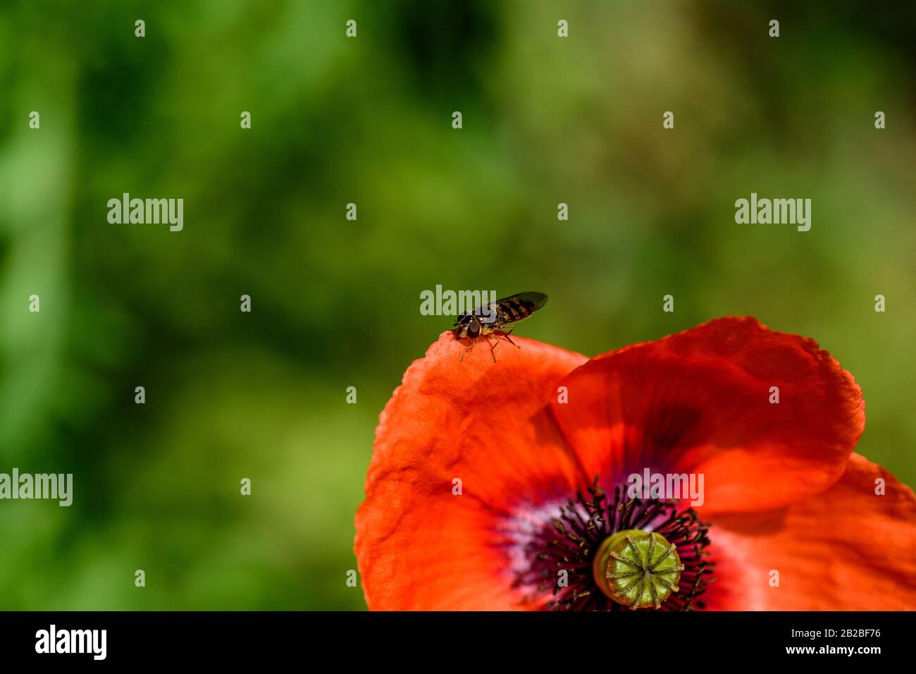 Australian Native Bee gathers pollen from a flowering red poppy Stock ...