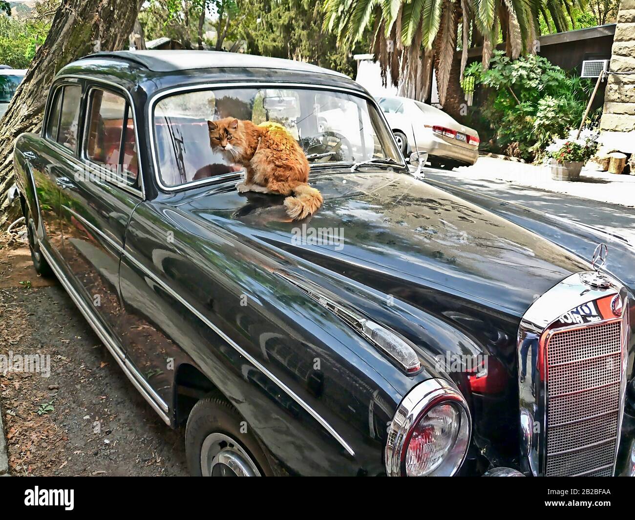 Mercedes white hi-res stock photography and images - Alamy