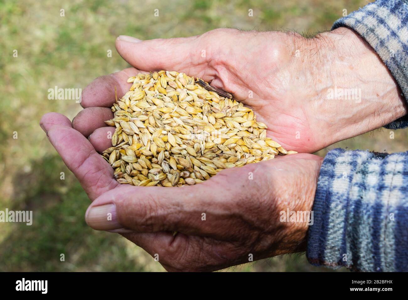 Hands full of grain hi-res stock photography and images - Alamy