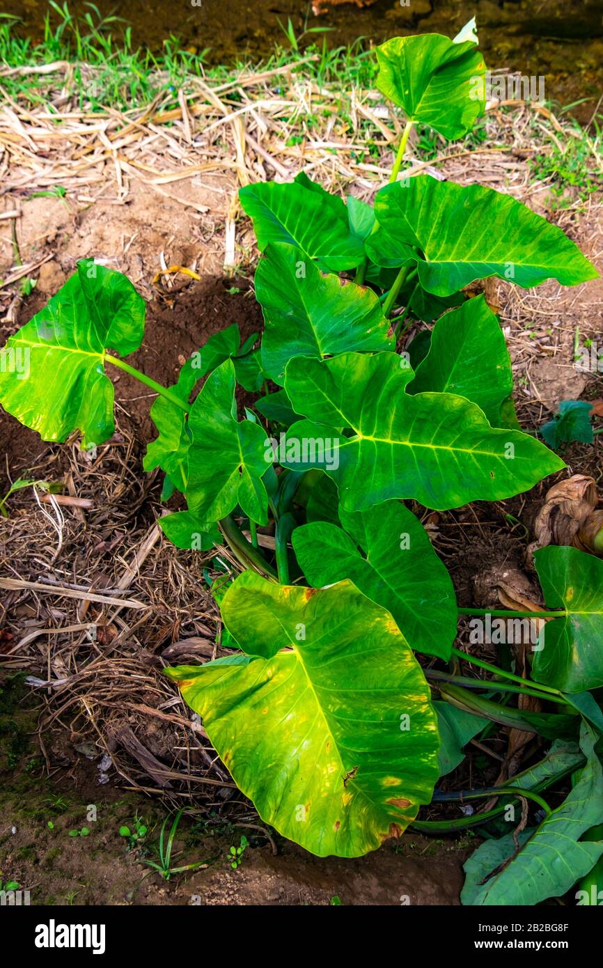 Growing calabash hi-res stock photography and images - Alamy