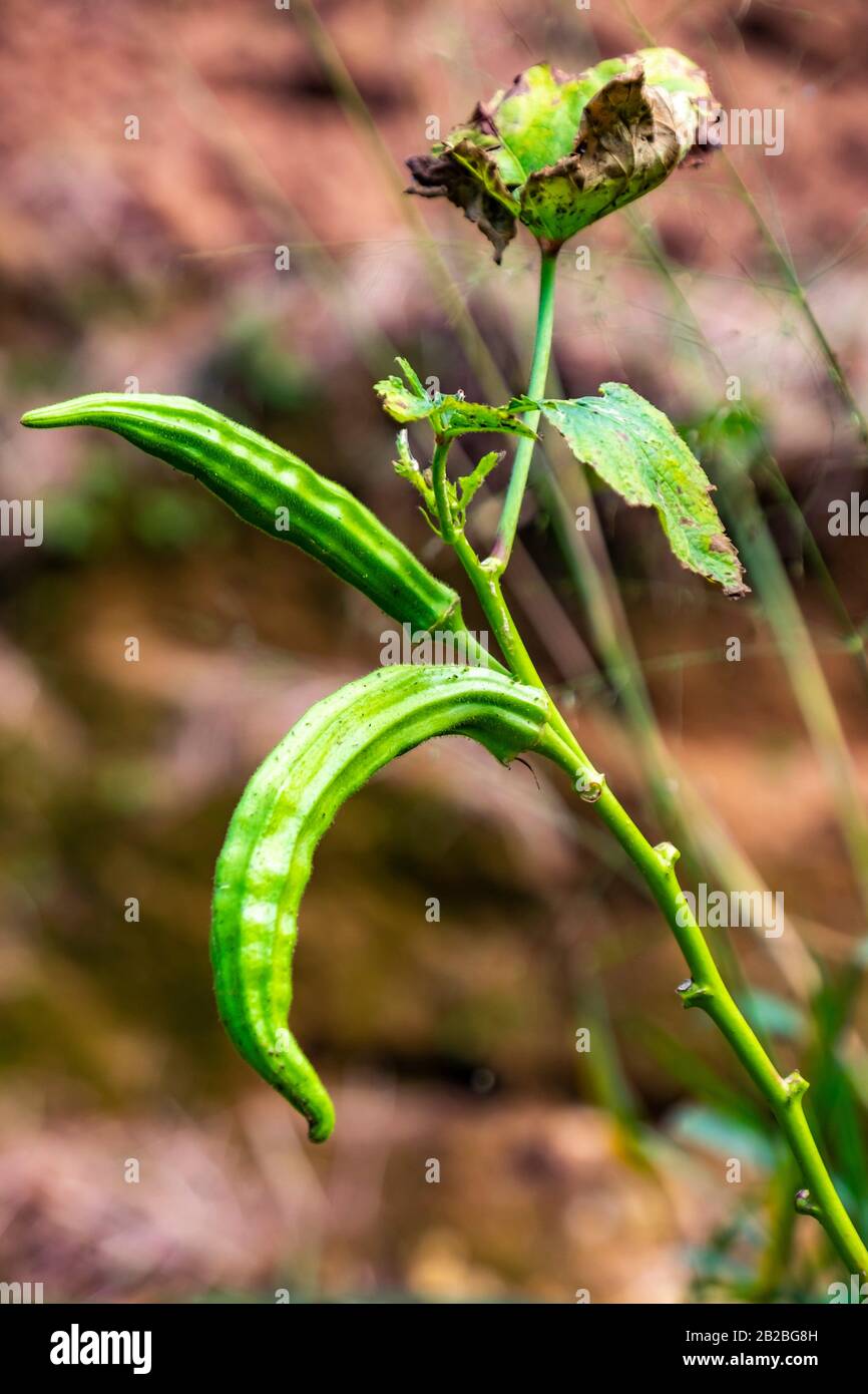 Ocra growing hi-res stock photography and images - Alamy