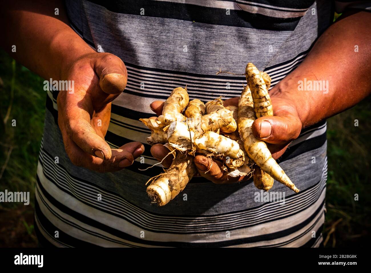 Republic day flower show hi-res stock photography and images - Alamy