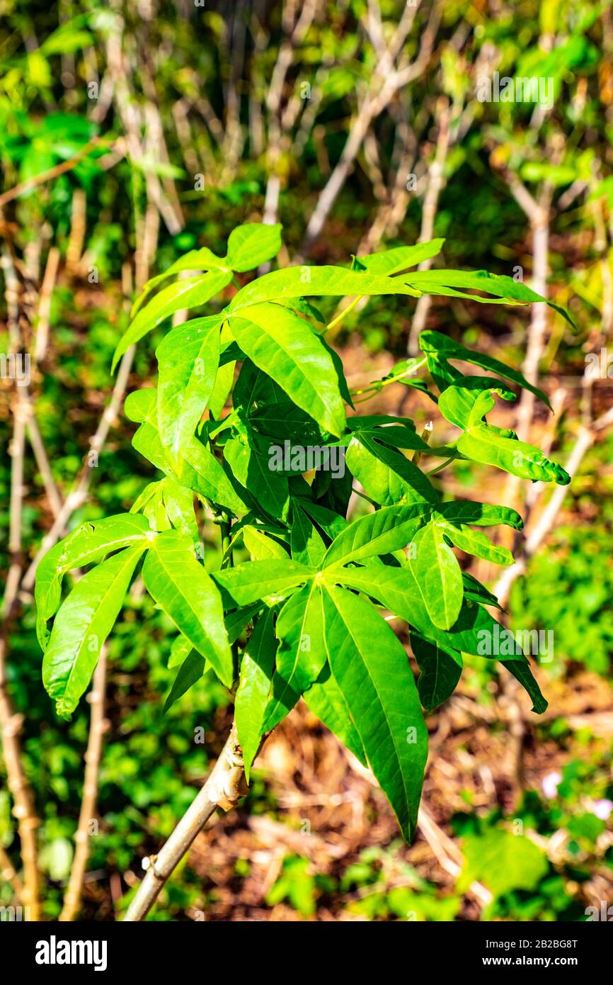 Cuban plant biodiversity hi-res stock photography and images - Alamy