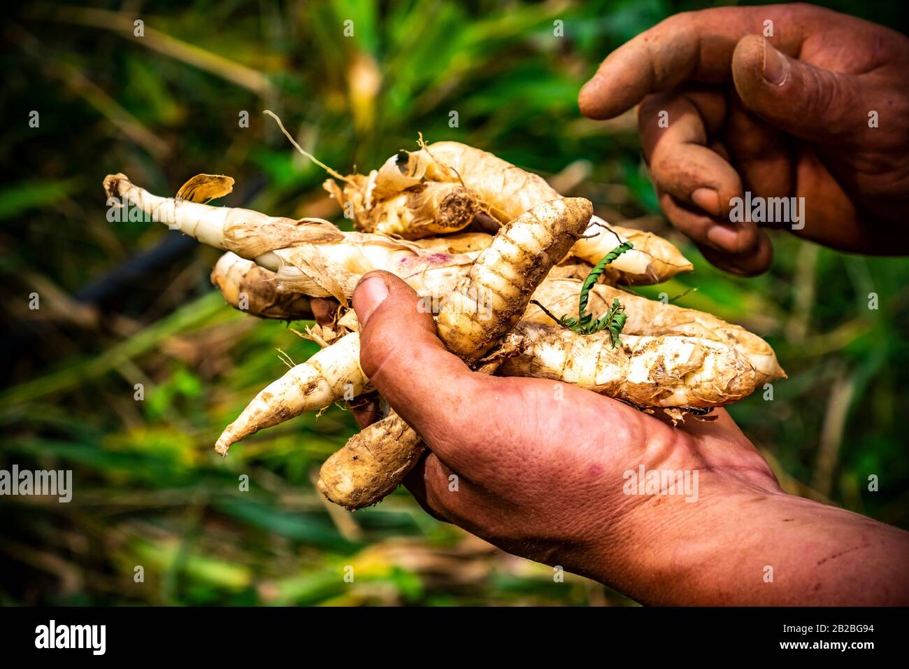 Republic day flower show hi-res stock photography and images - Alamy