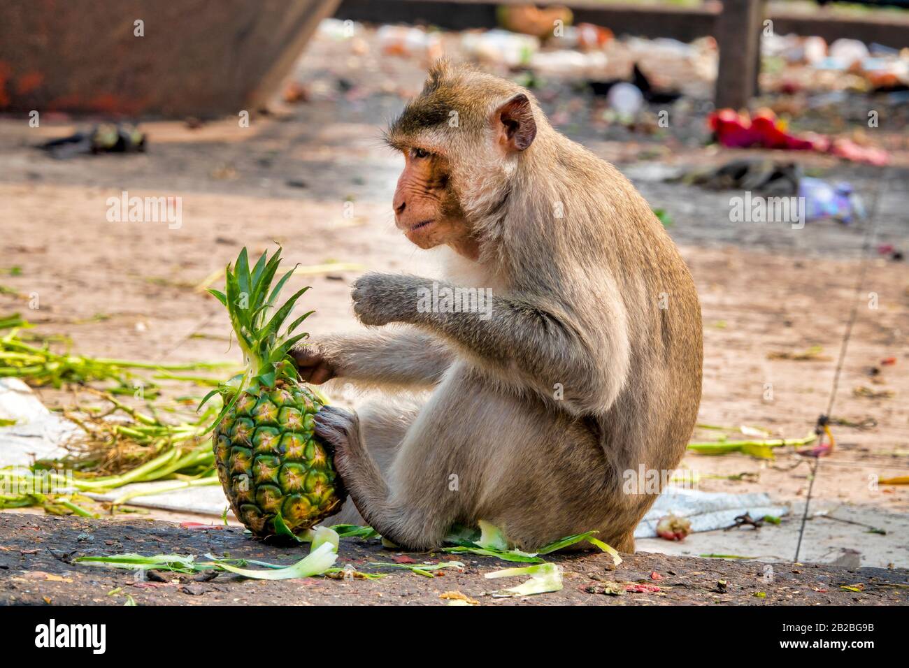 Macaca Irus High Resolution Stock Photography and Images - Alamy
