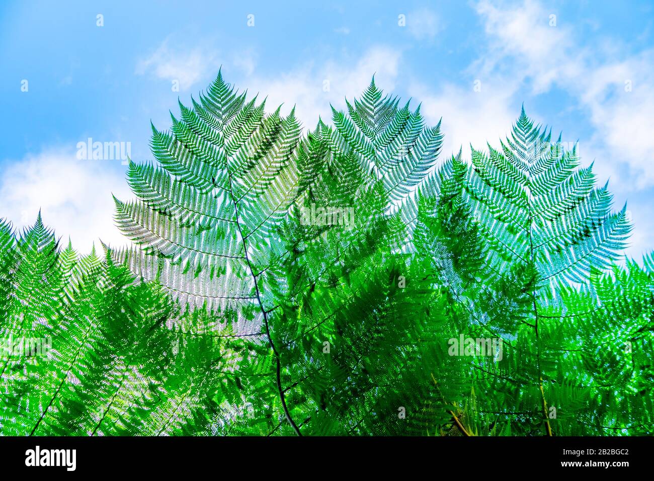 Trinidad Fern Tree High Resolution Stock Photography and Images - Alamy
