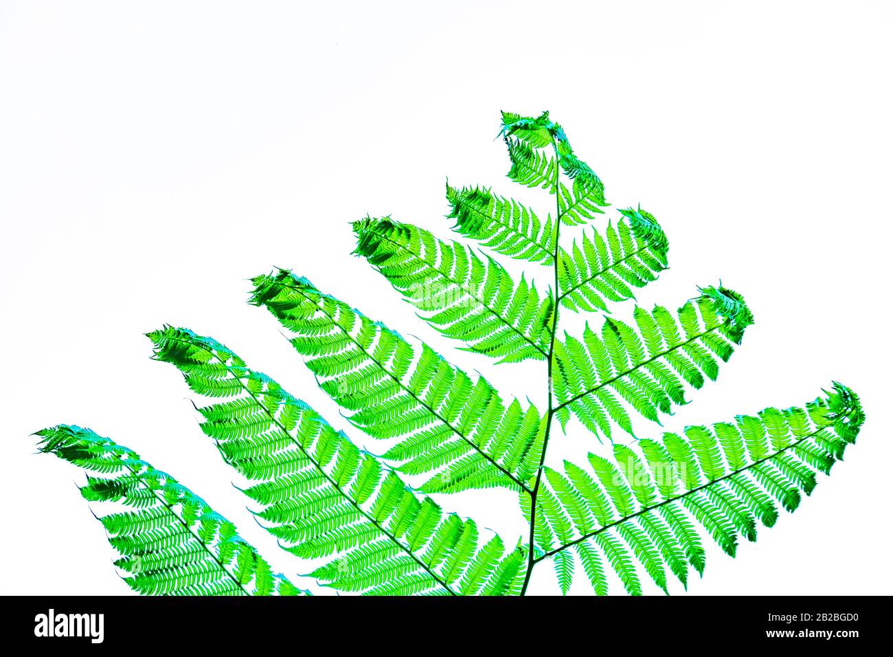 Trinidad fern tree hi-res stock photography and images - Alamy
