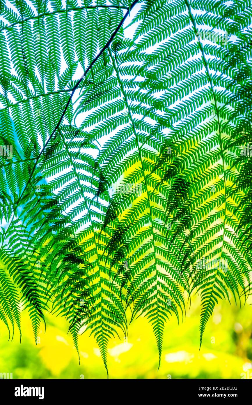 Trinidad fern tree hi-res stock photography and images - Alamy