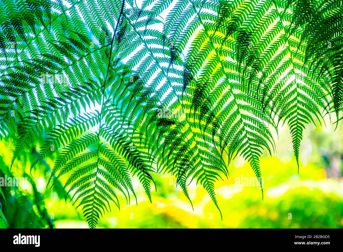 Trinidad Fern Tree High Resolution Stock Photography and Images - Alamy