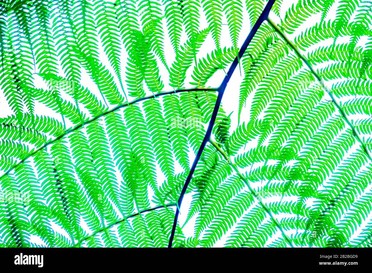 Trinidad Fern Tree High Resolution Stock Photography and Images - Alamy