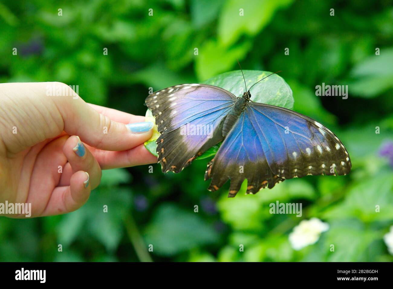 Morpho menelaus butterfly hi-res stock photography and images - Alamy