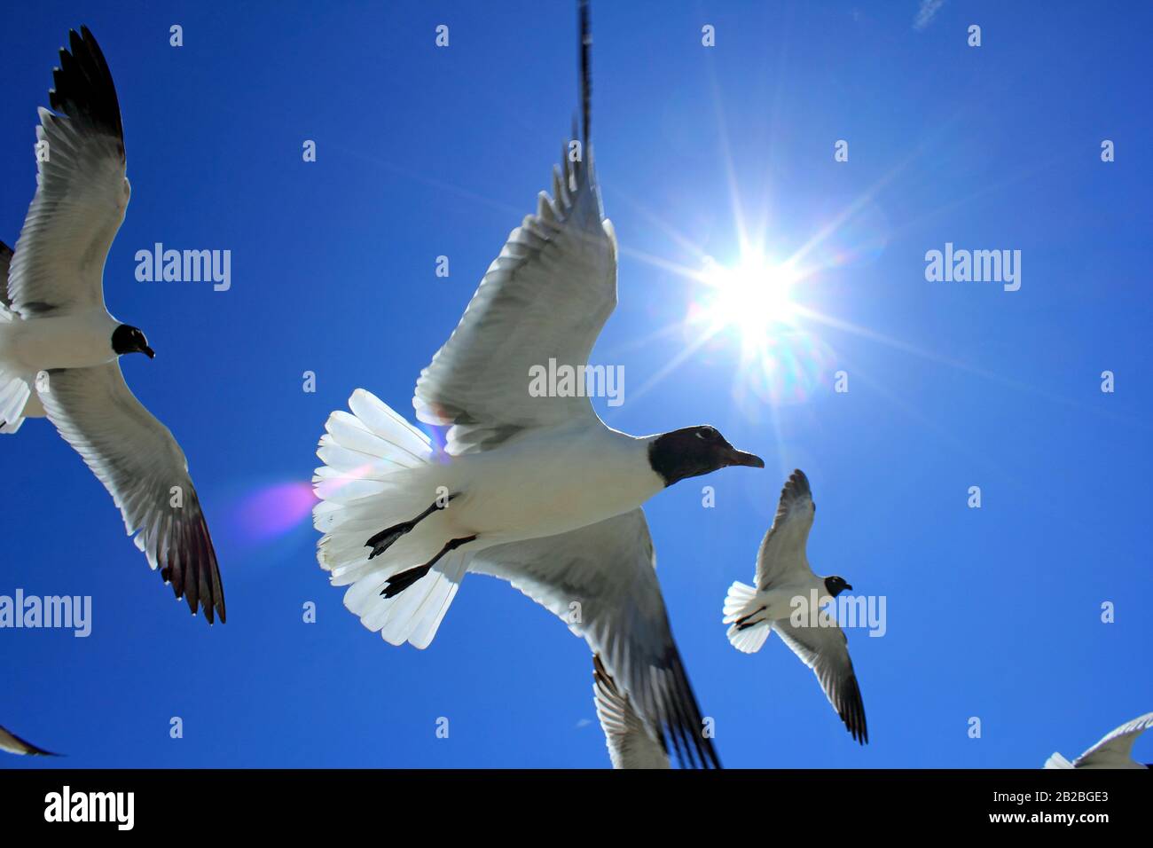 Laughing gulls hi-res stock photography and images - Alamy