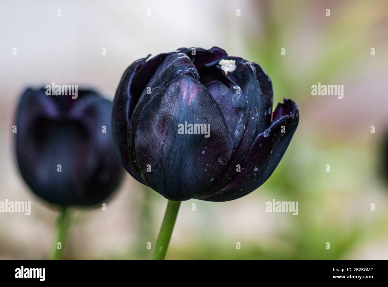 Deep purple tulip hi-res stock photography and images - Alamy