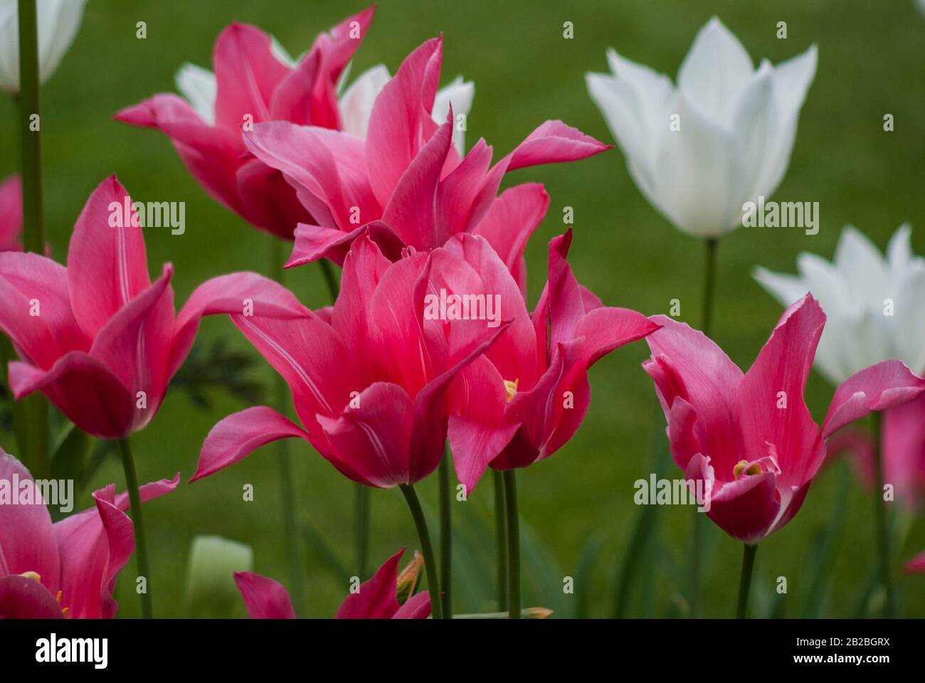 Founder georg carstensen hi-res stock photography and images - Alamy