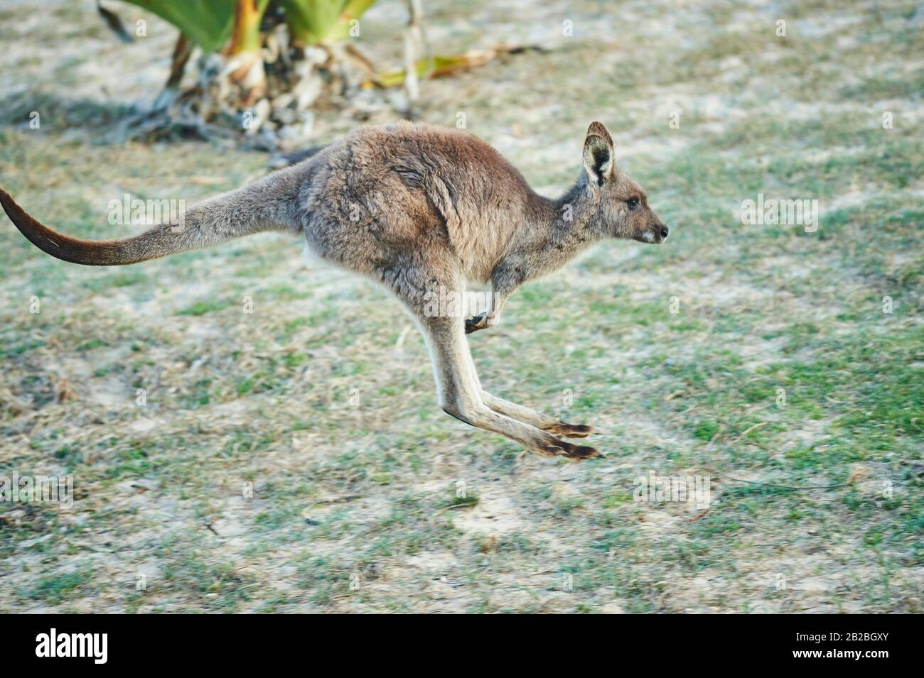 Kangaroo close up hi-res stock photography and images - Alamy