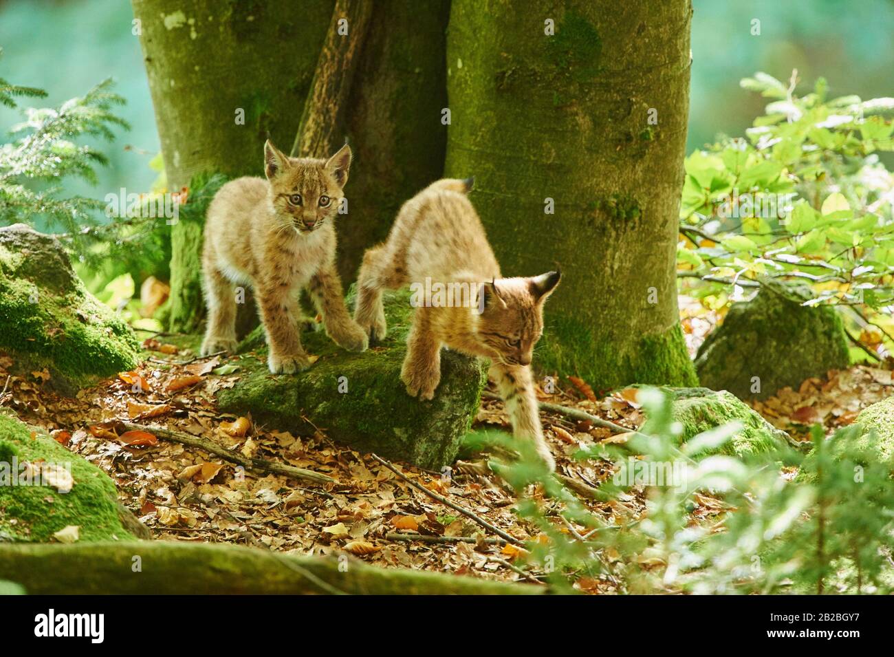 Eurasian lynx lynx lynx pair hi-res stock photography and images - Alamy