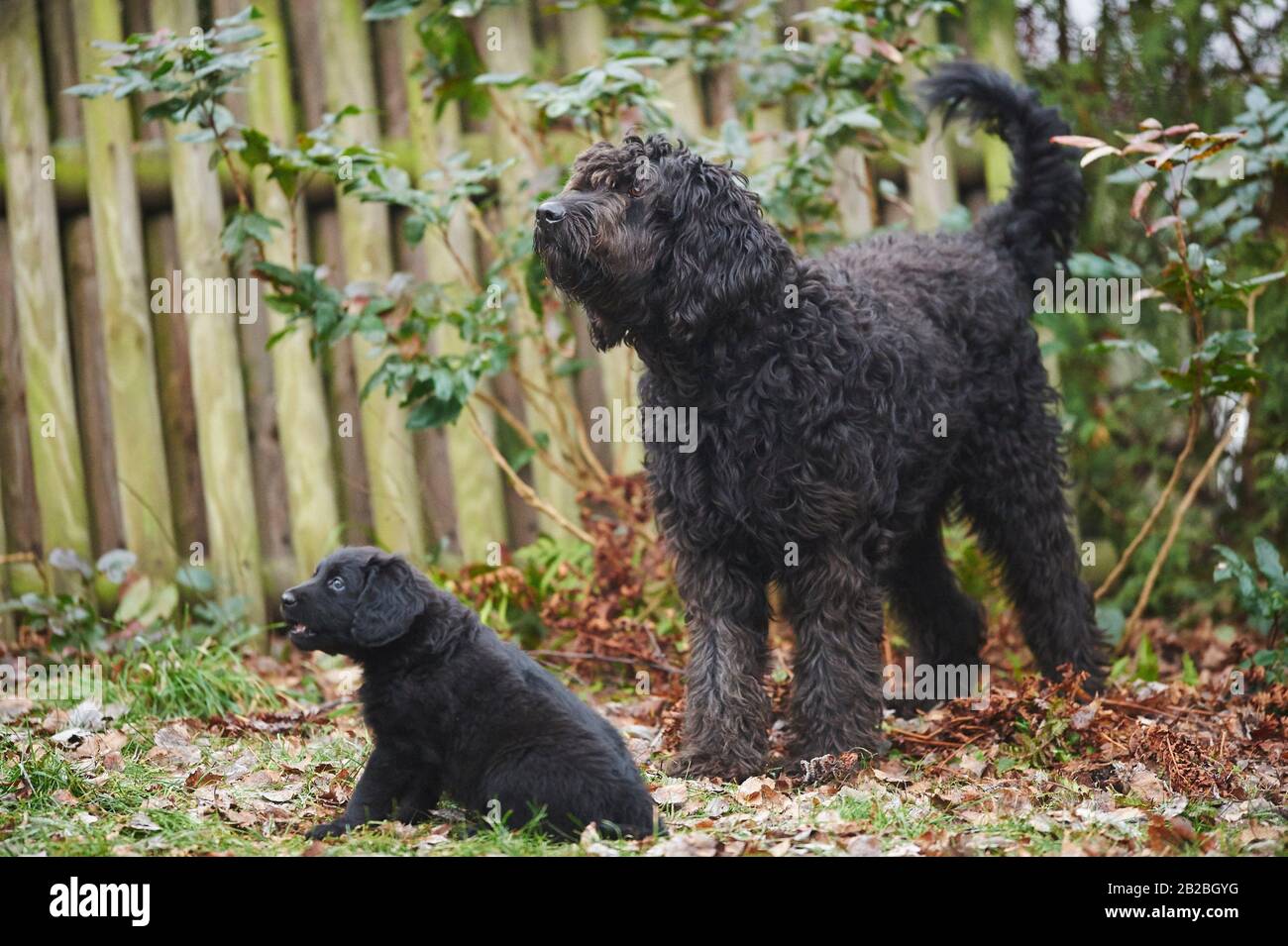Labradoodle pup hi-res stock photography and images - Alamy