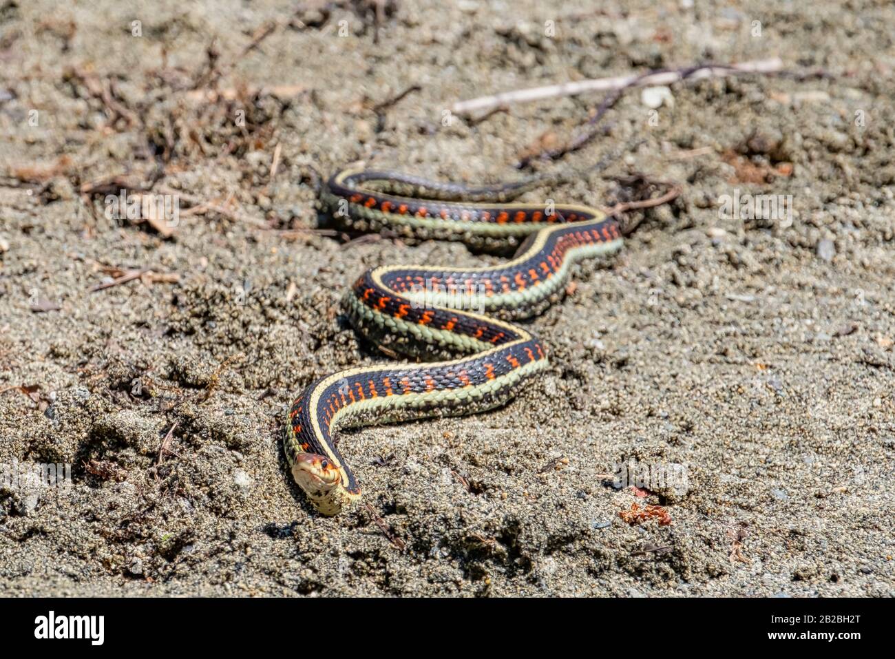 a striped snake on the beach, Sproat Lake Provincial Park, Vancouver ...