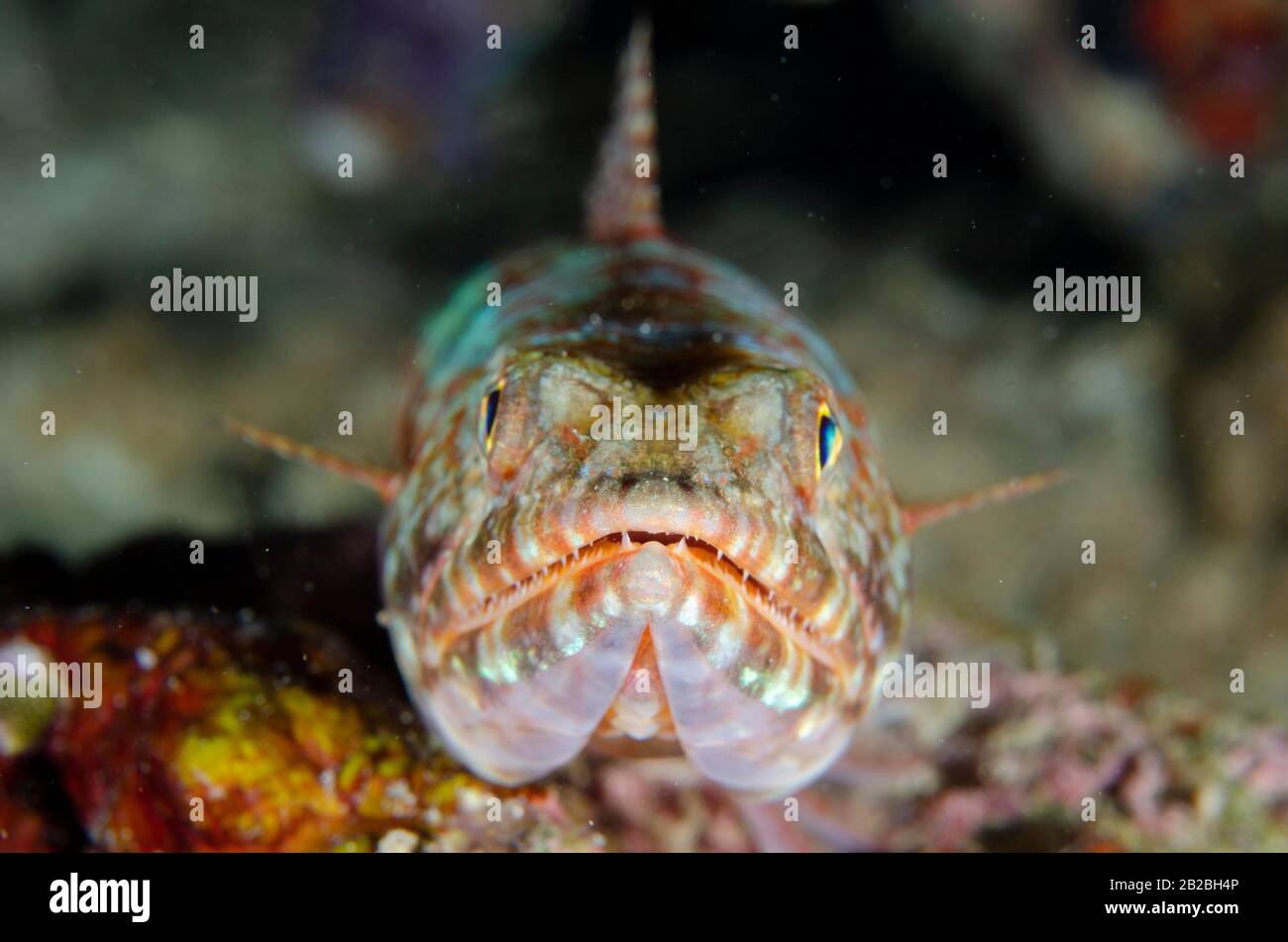 Aulopiformes High Resolution Stock Photography and Images - Alamy
