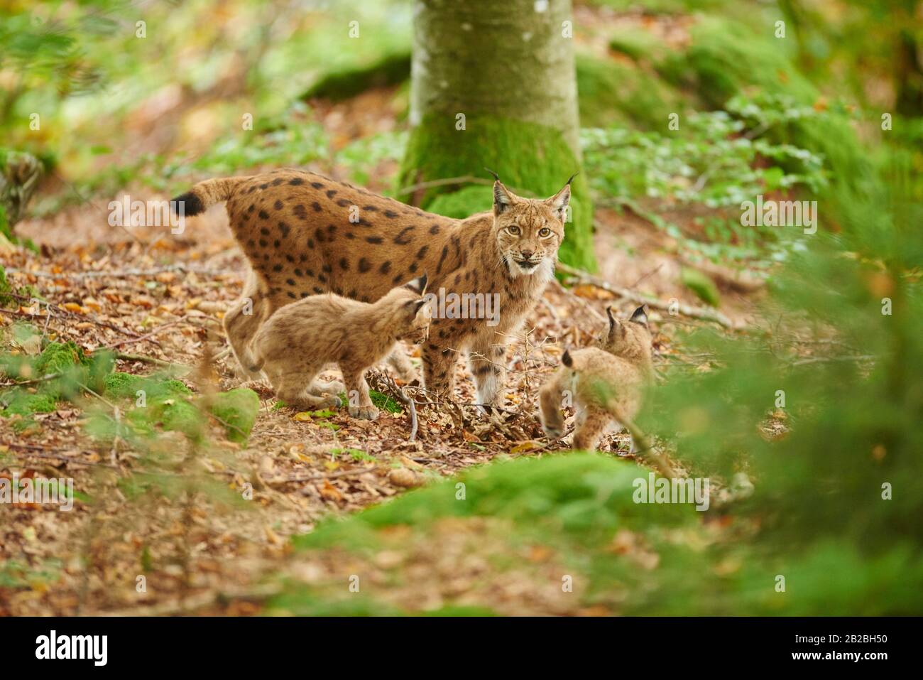Eurasian lynx lynx lynx pair hi-res stock photography and images - Alamy
