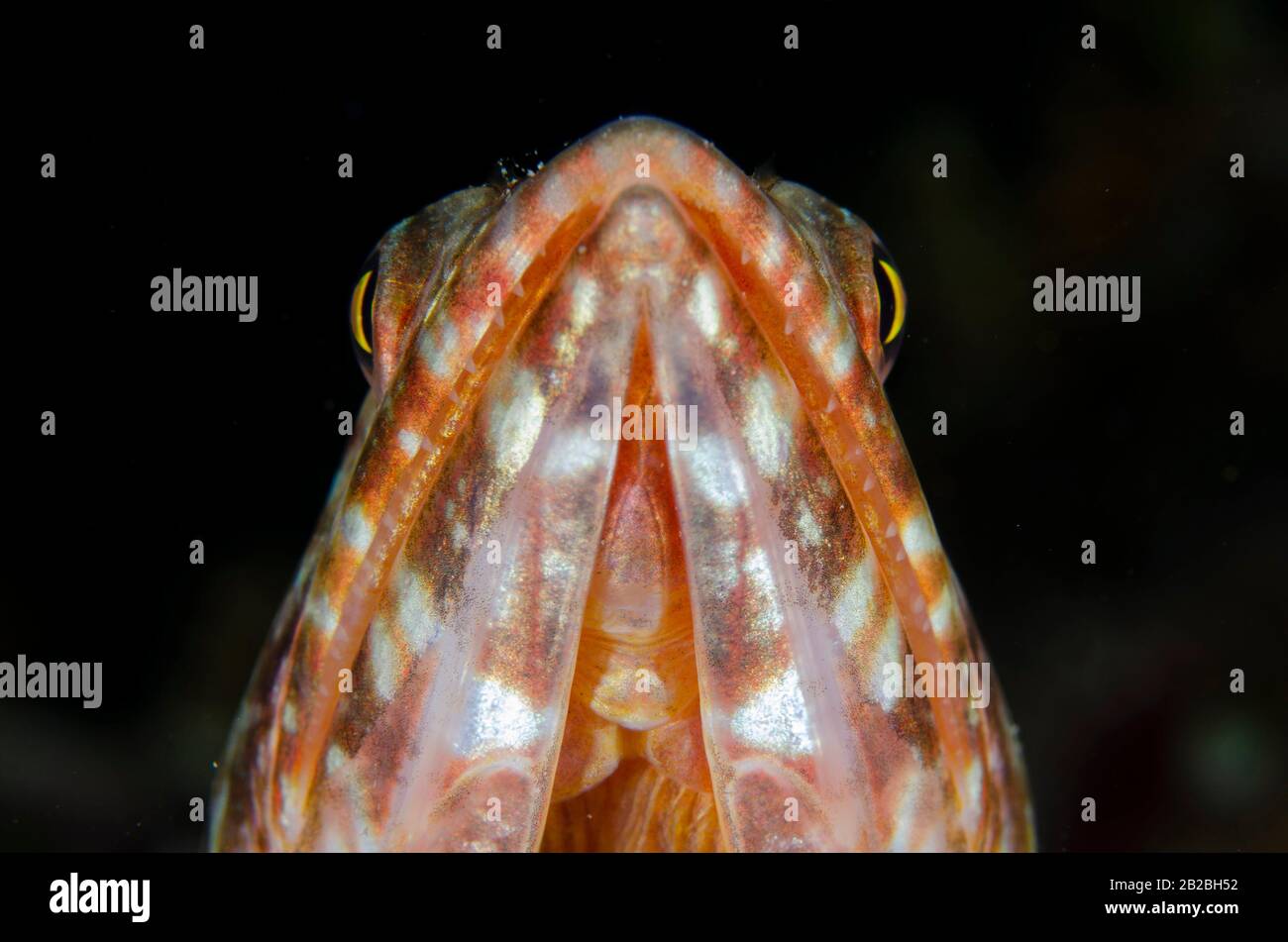 Reef Lizardfish Synodus Variegatus High Resolution Stock Photography ...