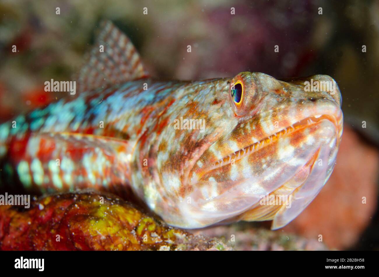 Aulopiformes High Resolution Stock Photography and Images - Alamy