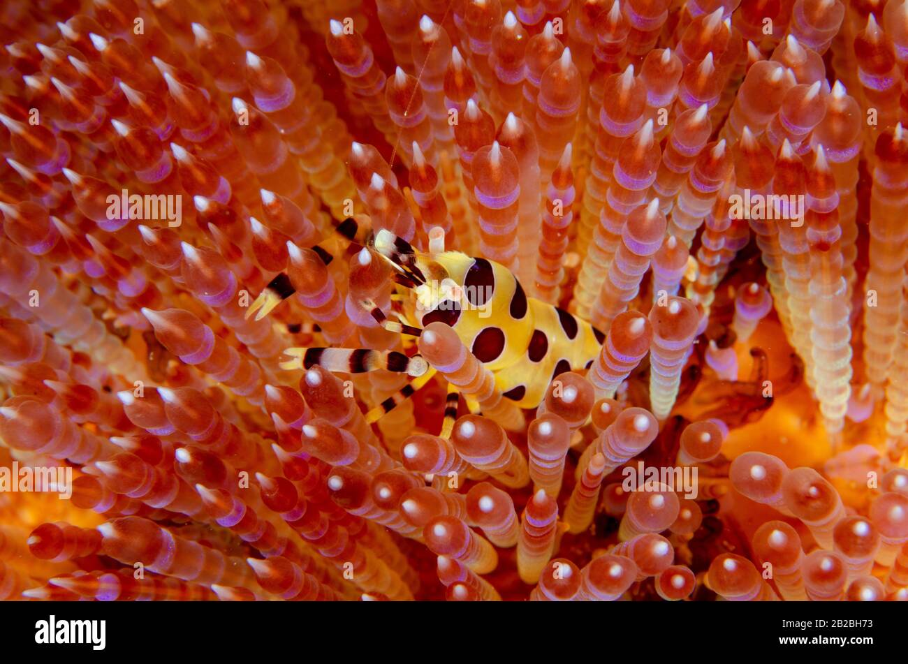 Coleman Shrimp Periclimenes Colemani High Resolution Stock Photography ...