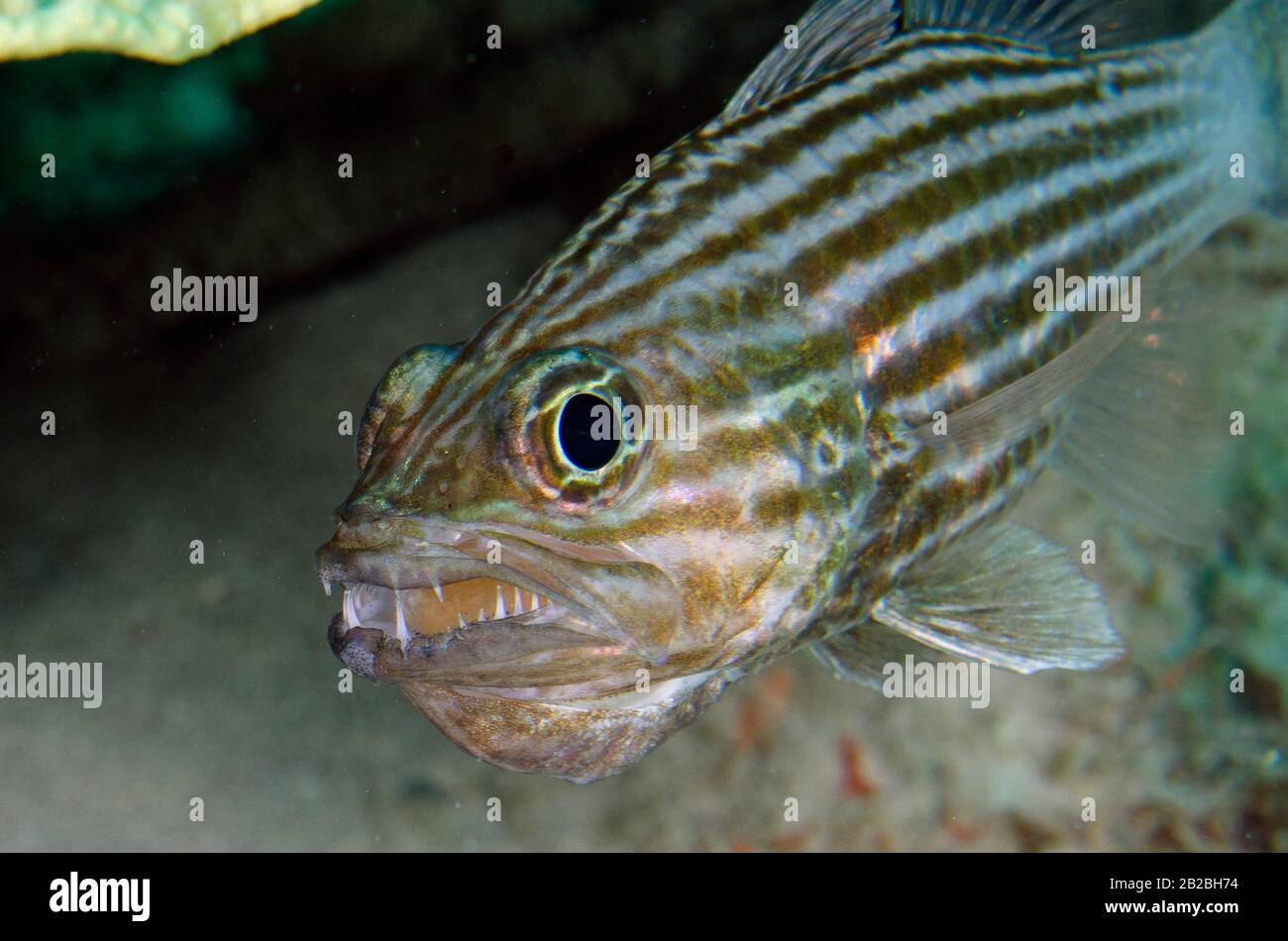 Large tooth cardinalfish hi-res stock photography and images - Alamy