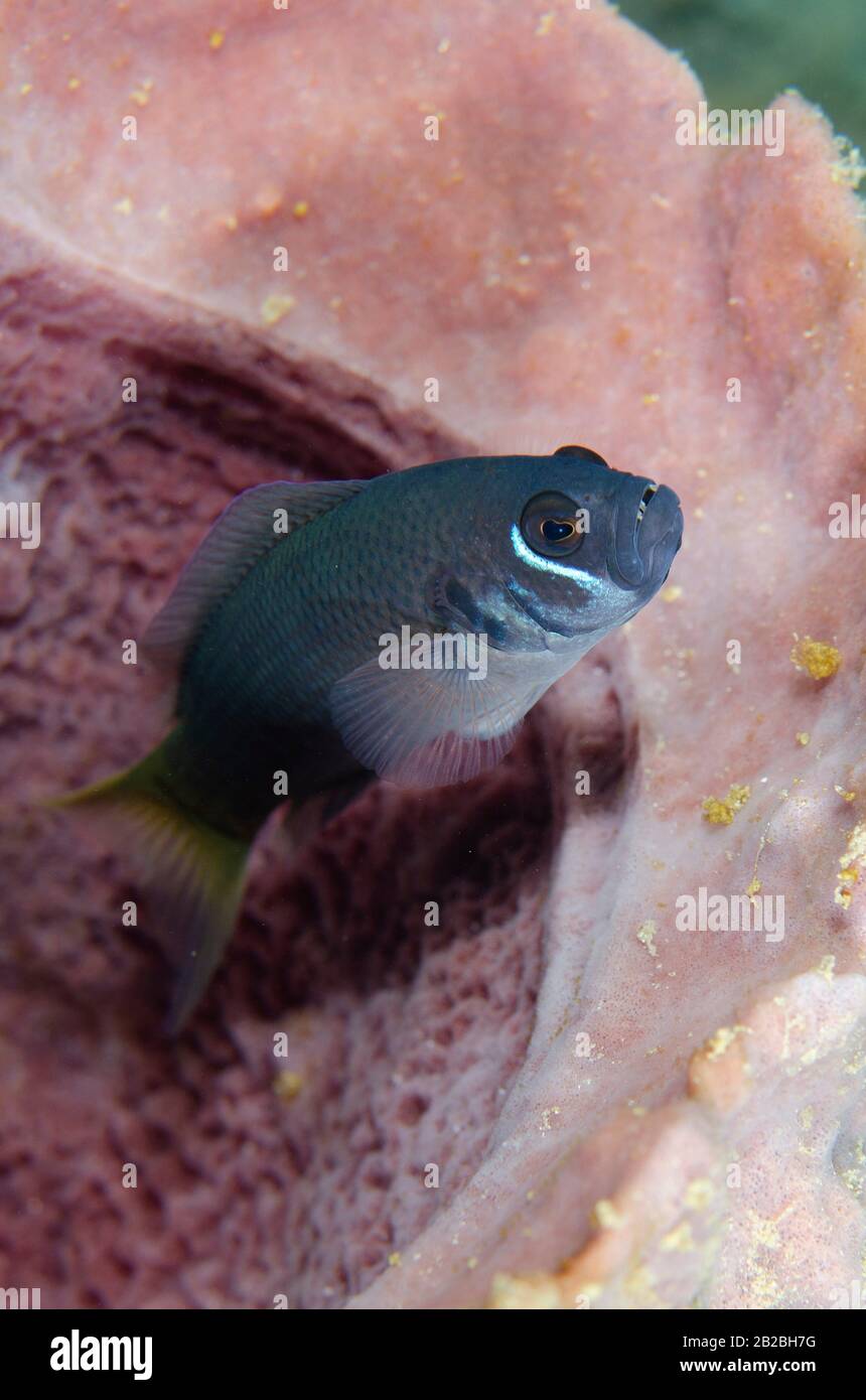 Dottyback fish High Resolution Stock Photography and Images - Alamy