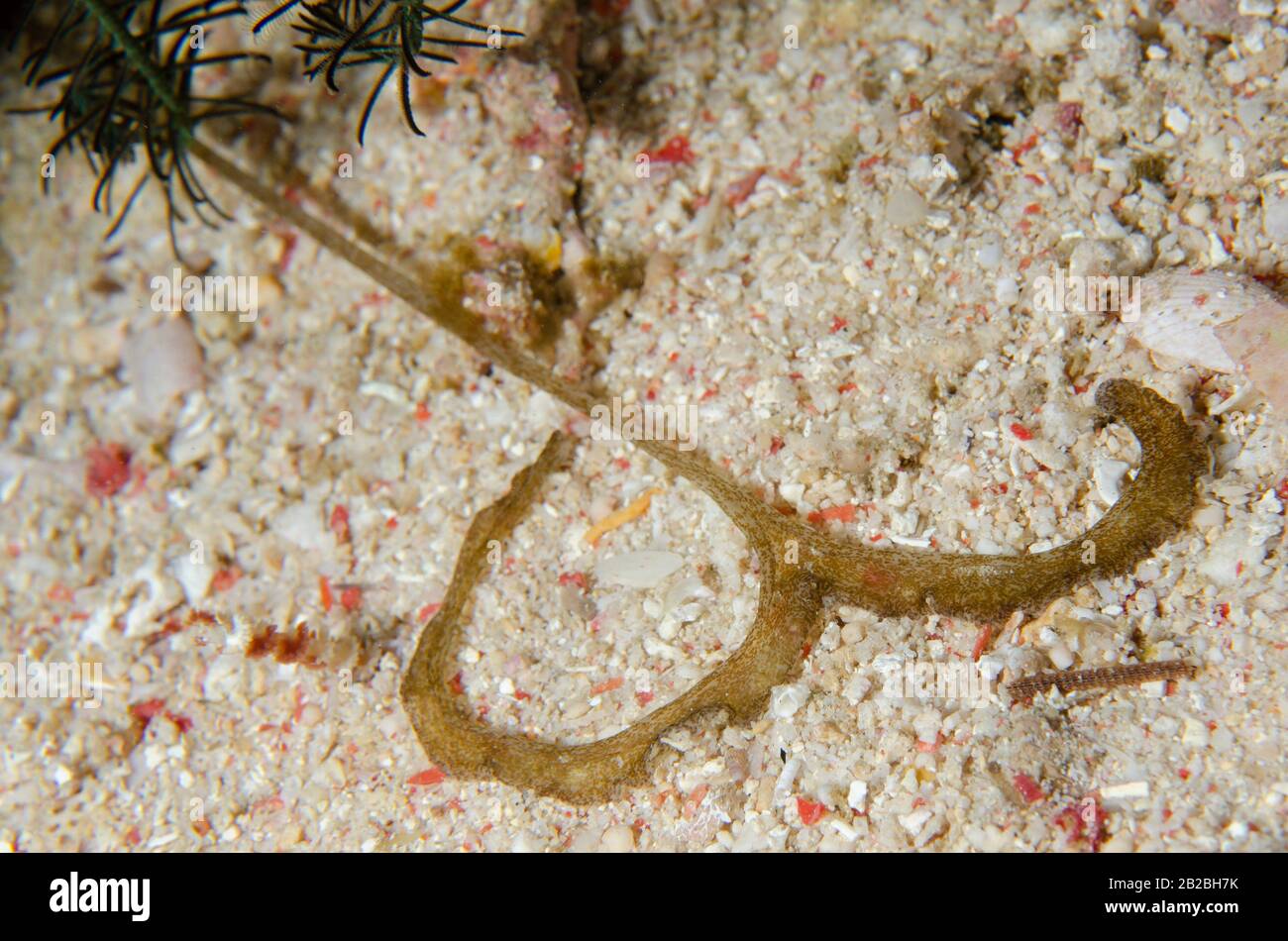 Spoon worm echiura sp hi-res stock photography and images - Alamy