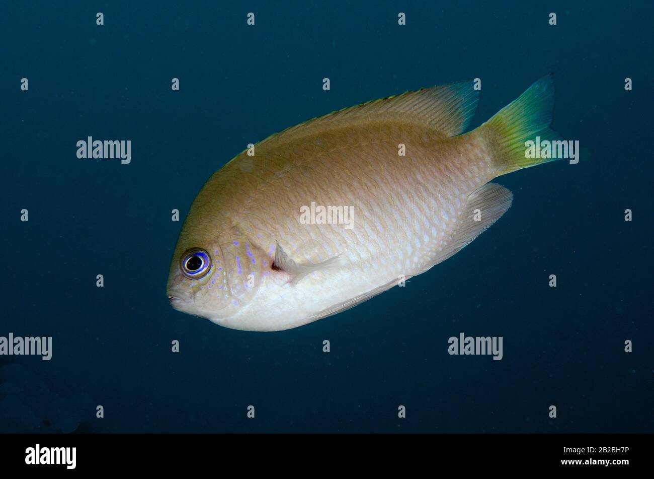 Pomacentrus Reidi High Resolution Stock Photography and Images - Alamy