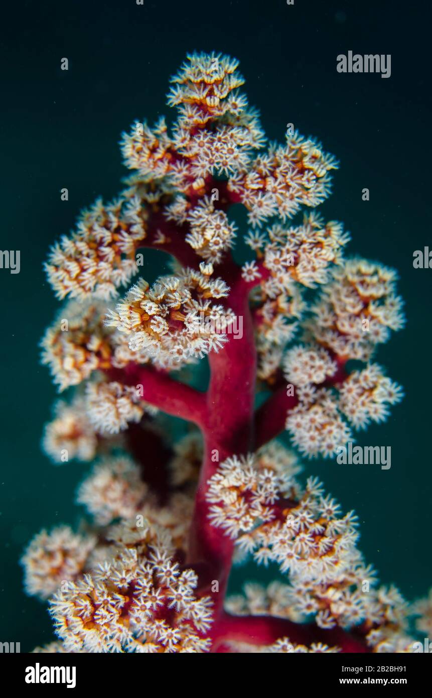 Nidaliidae High Resolution Stock Photography and Images - Alamy